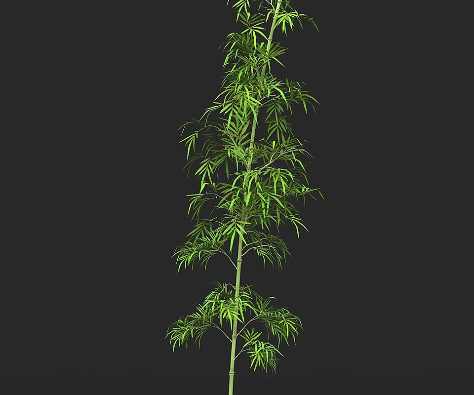 Realistic Game Ready Bamboo Tree 03