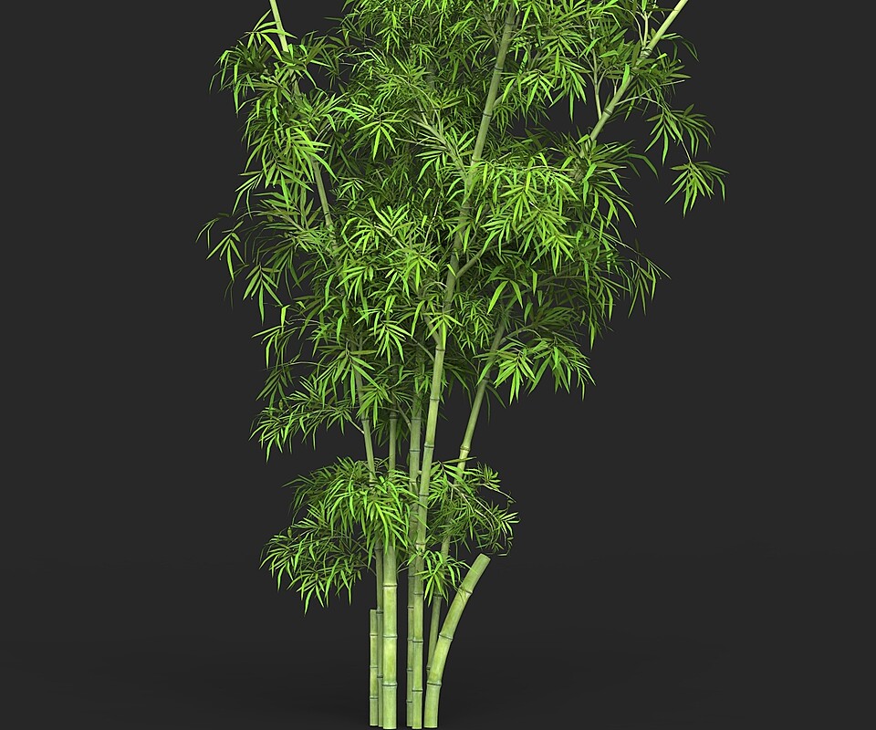 Realistic Game Ready Bamboo Tree 14