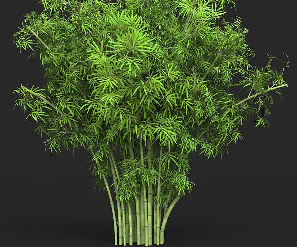 Realistic Game Ready Bamboo Tree 15