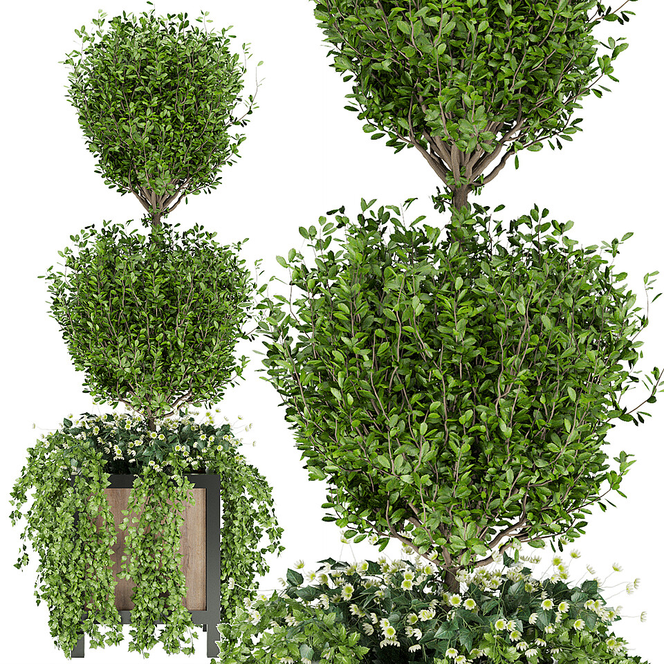 Collection plant vol 41 - ble - 3ds - c4d