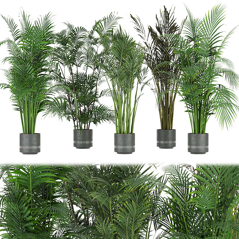 Collection plant vol 307- ble - 3ds - c4d