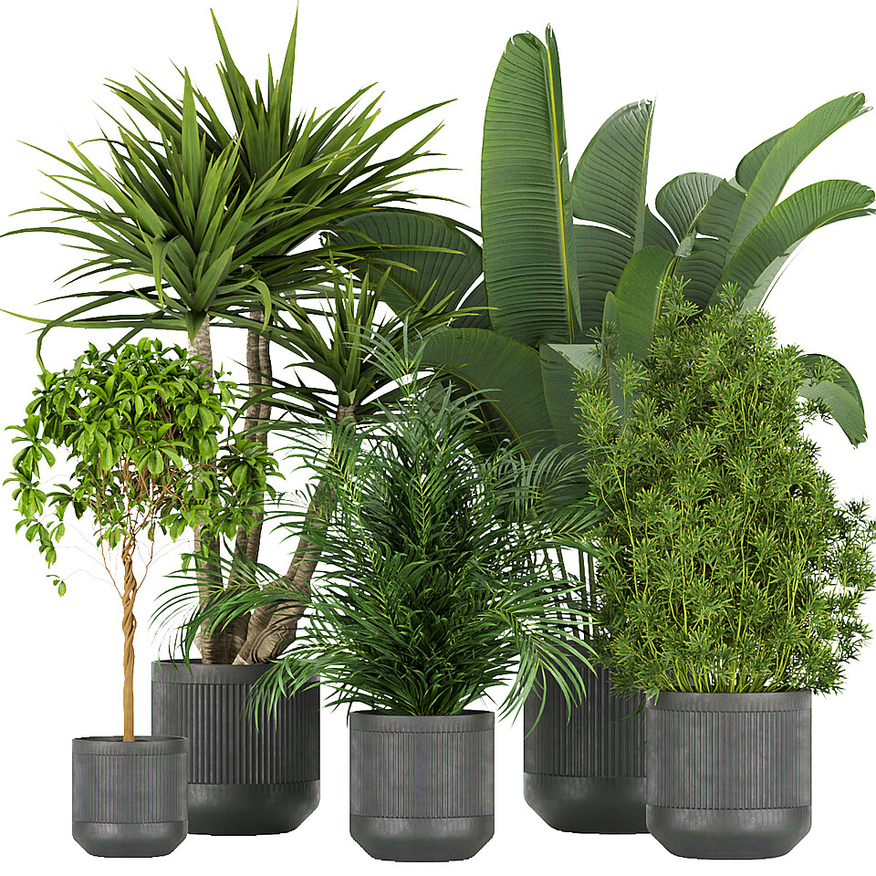 Collection plant vol 330 - ble - 3ds - c4d