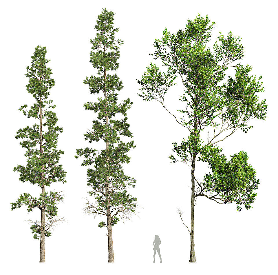 Fagus Grandifolia and Sphaeropteris Lepifera