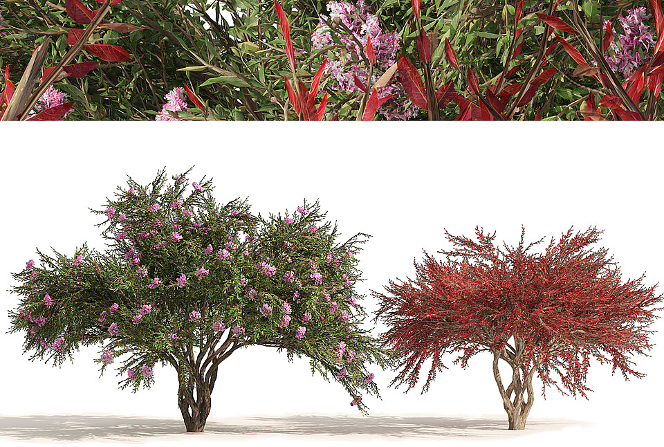 Lagerstroemia indica Trees