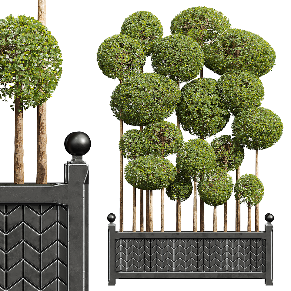 New Plant Ficus Concinna Bonsai Pruned10