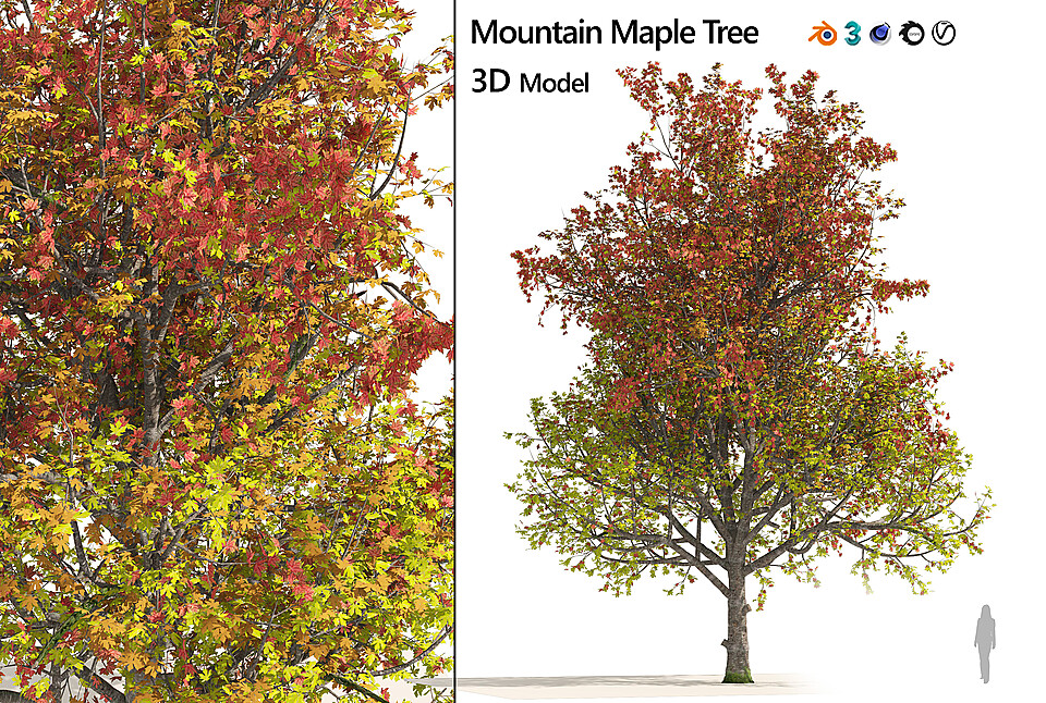 3 colored autumn mountain maple tree