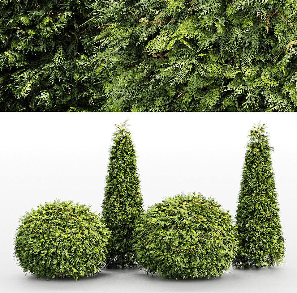 Evergreen Shrubs - Golden Globe Dwarf Thuja