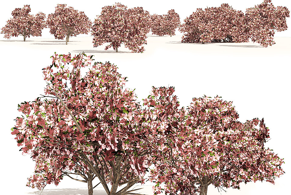 Pink Prunus Flowering Peach Trees