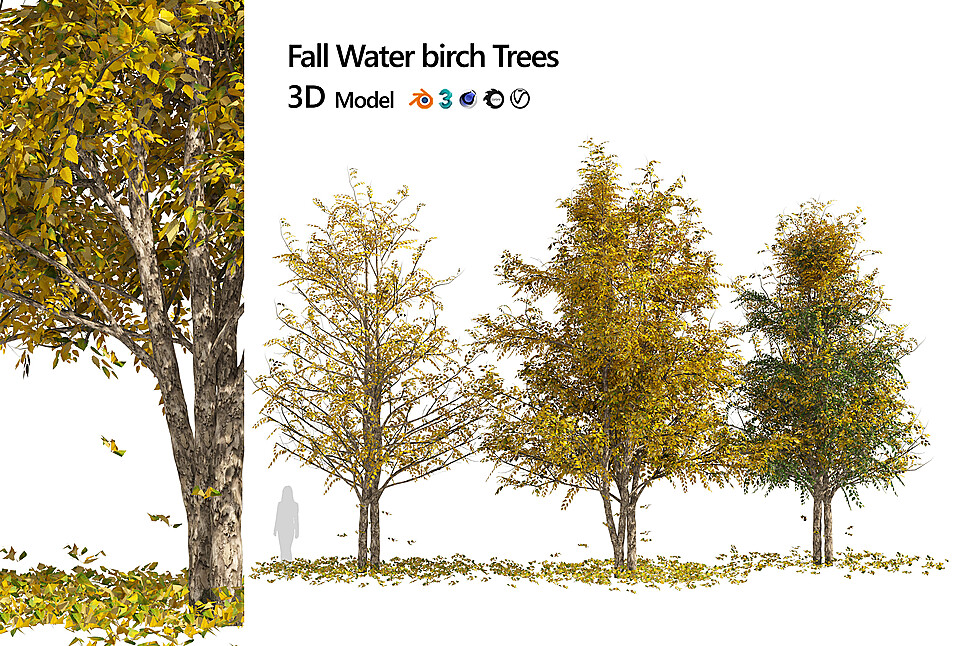 Fall Water birch Trees