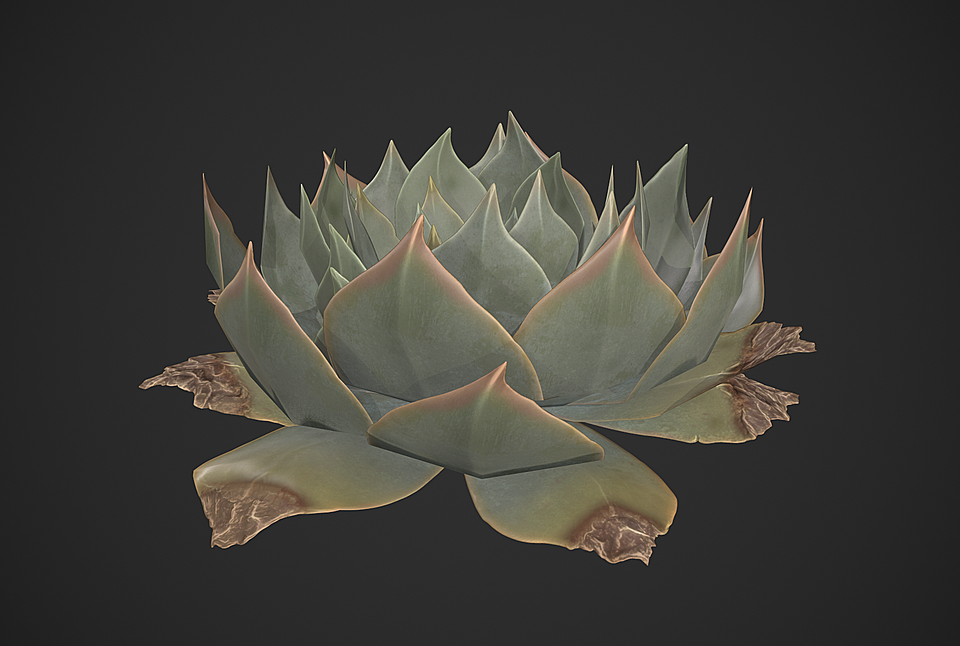 Live Forever Succulent