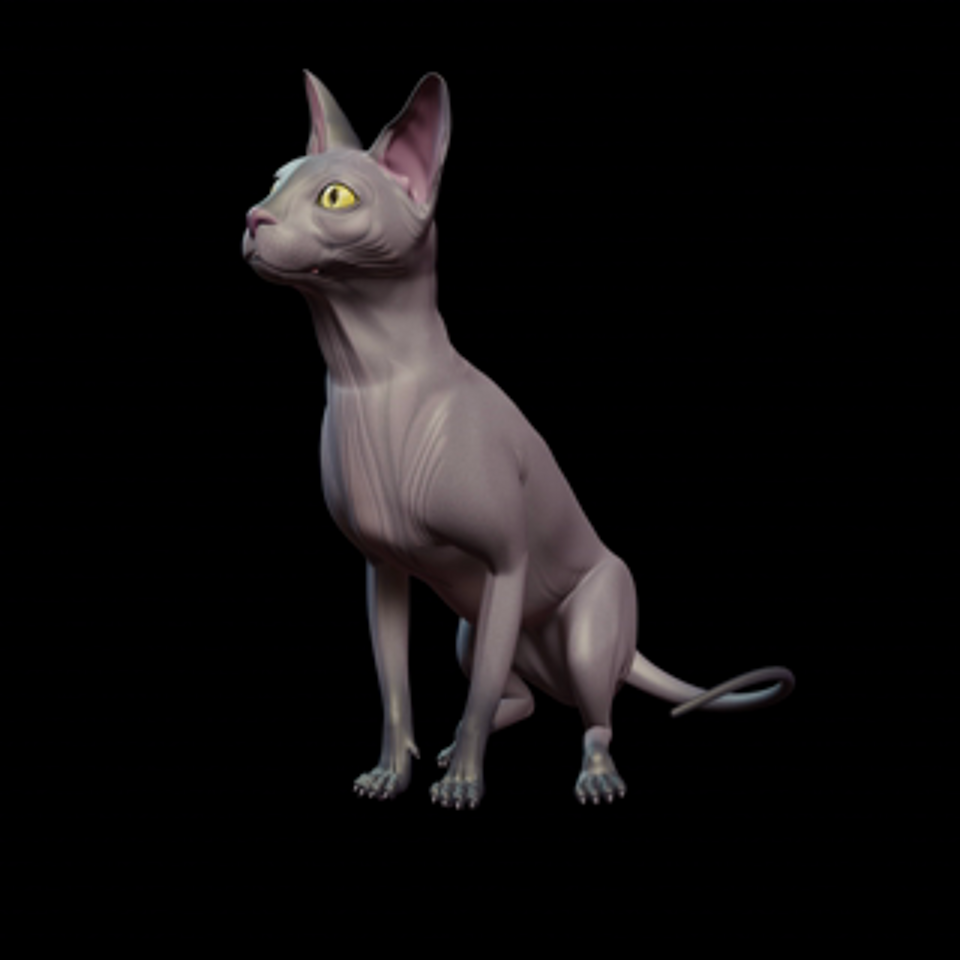 sphynx cat