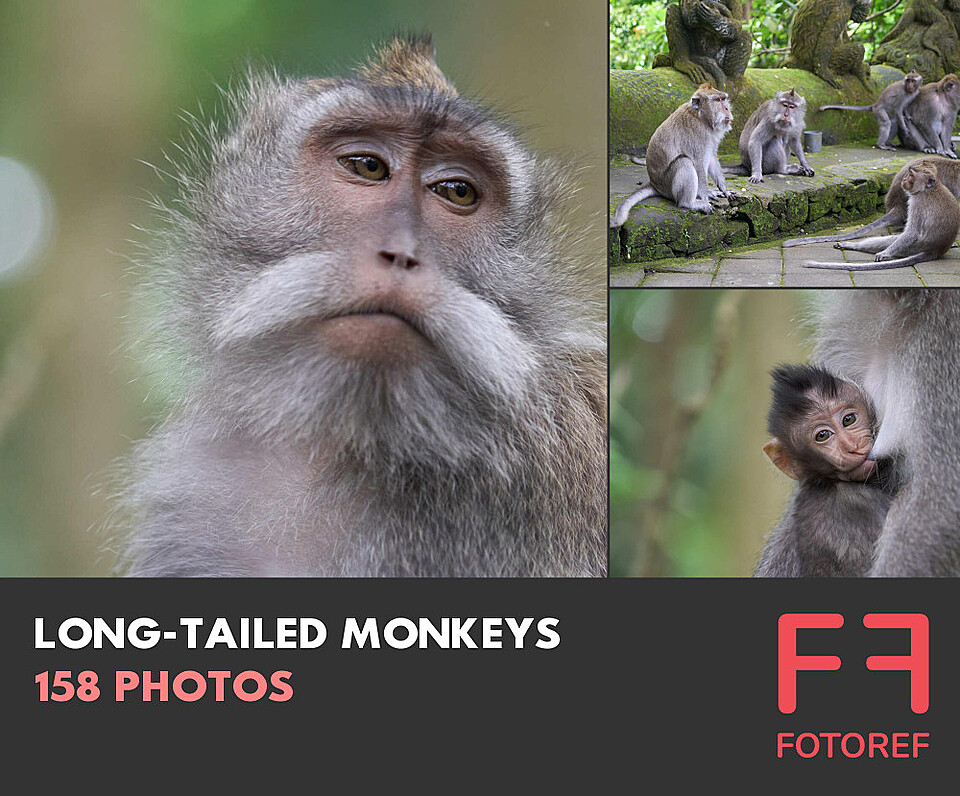158 photos of Long-Tailed Monkeys