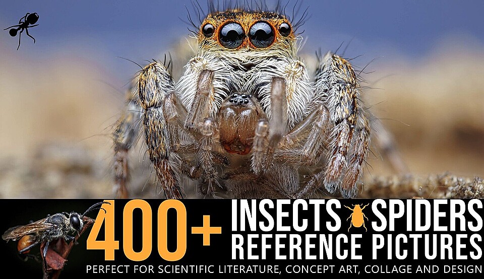 400+ Insects and Spiders Reference Pictures