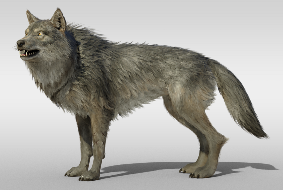 Wolf Realistic with Fur and Rigged