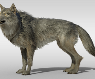 Realistic Wolf Maya Rig