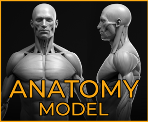 Ecorche: Male Anatomical Reference