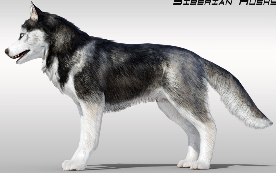 Siberian Husky Fur Rigged