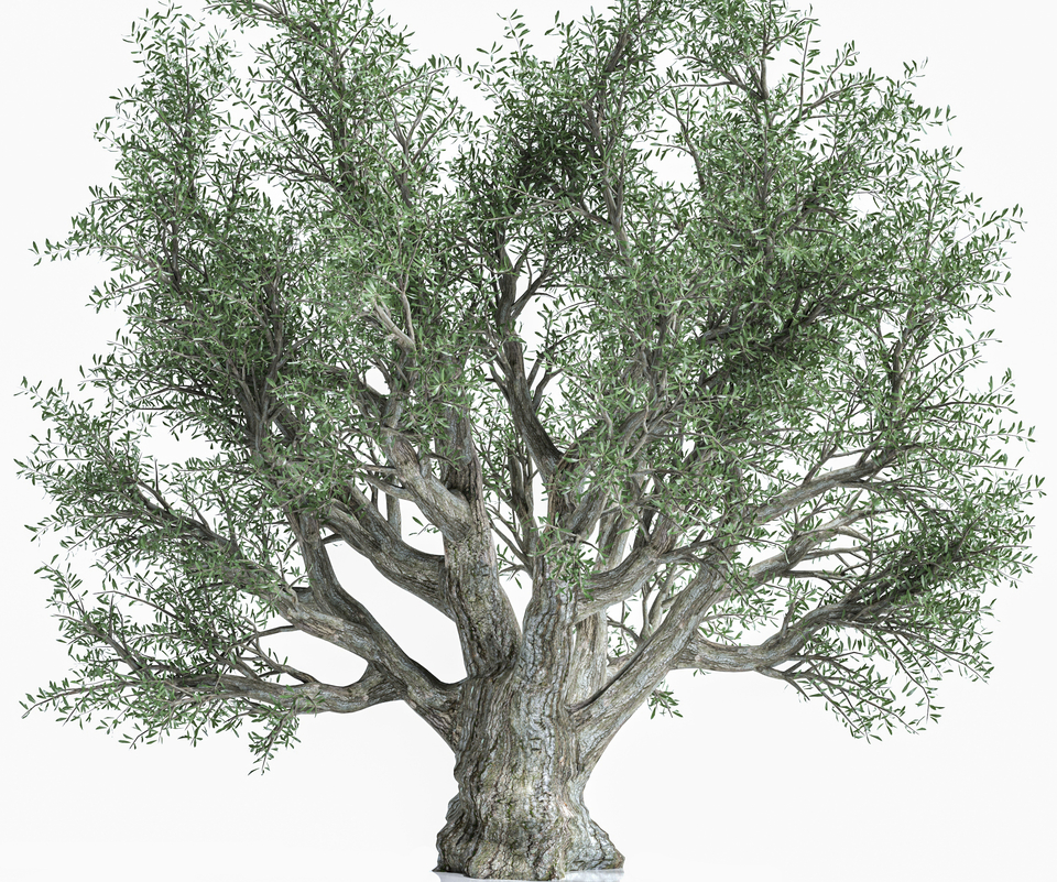 Olive Tree