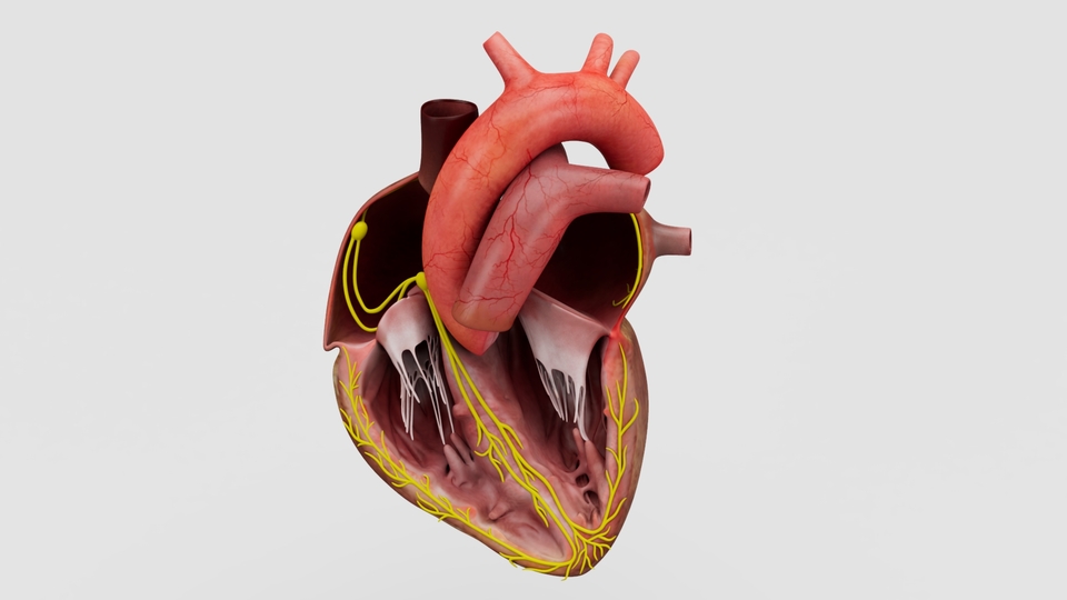 Human Heart With Animation
