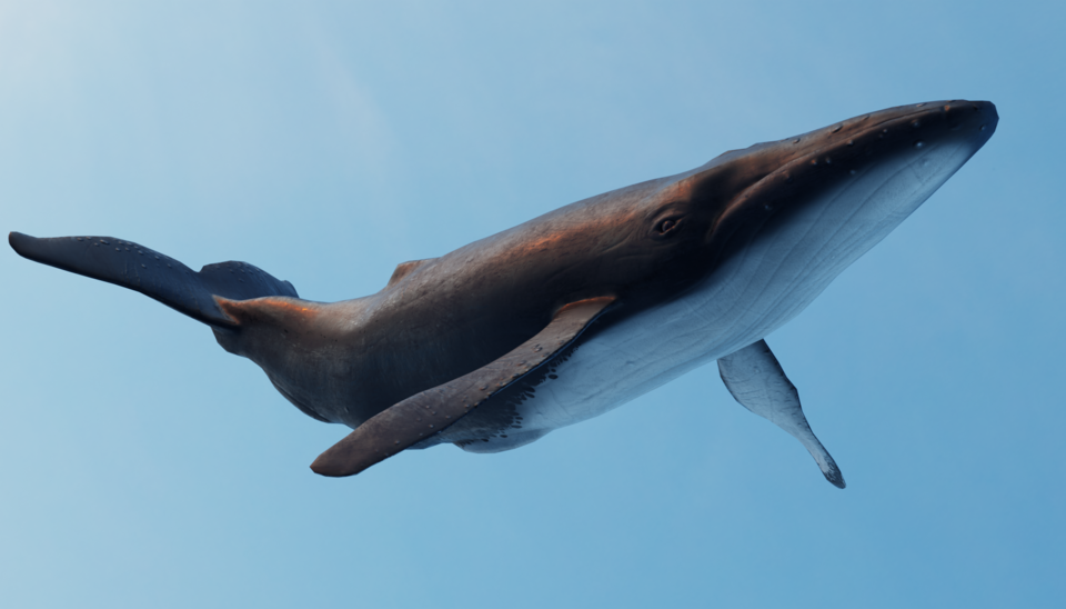 Whale - low poly 3D model