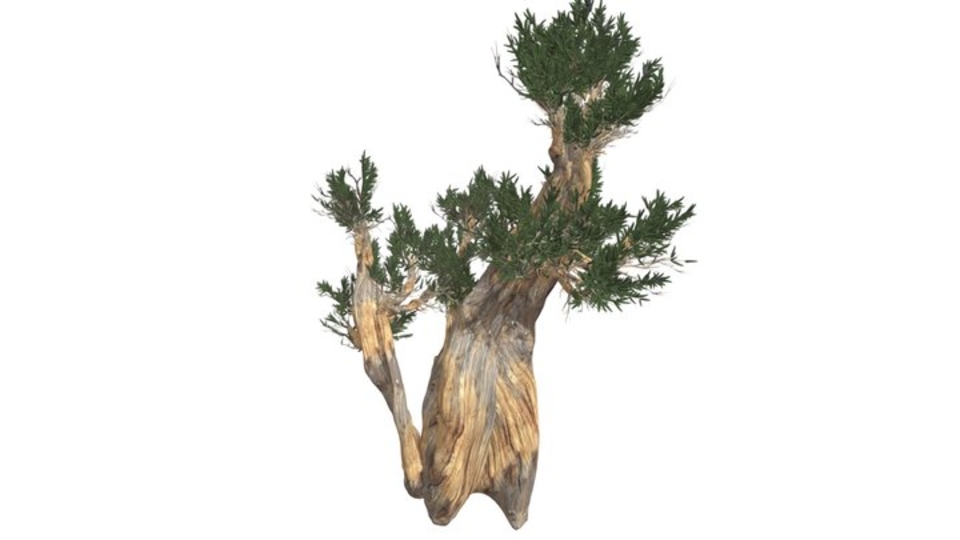 Bristlecone Pine Tree #01