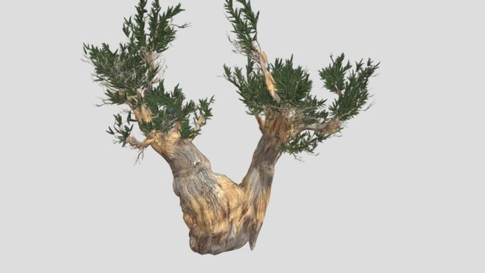 Bristlecone Pine Tree #07