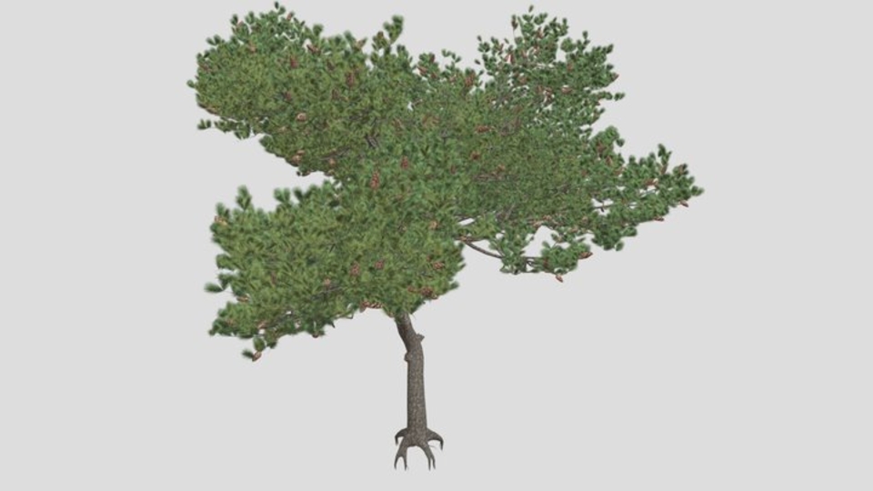 Italian Stone Pine Tree #06
