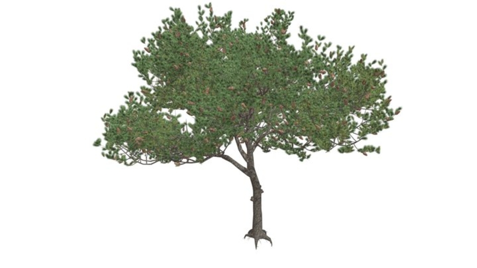 Italian Stone Pine Tree #10