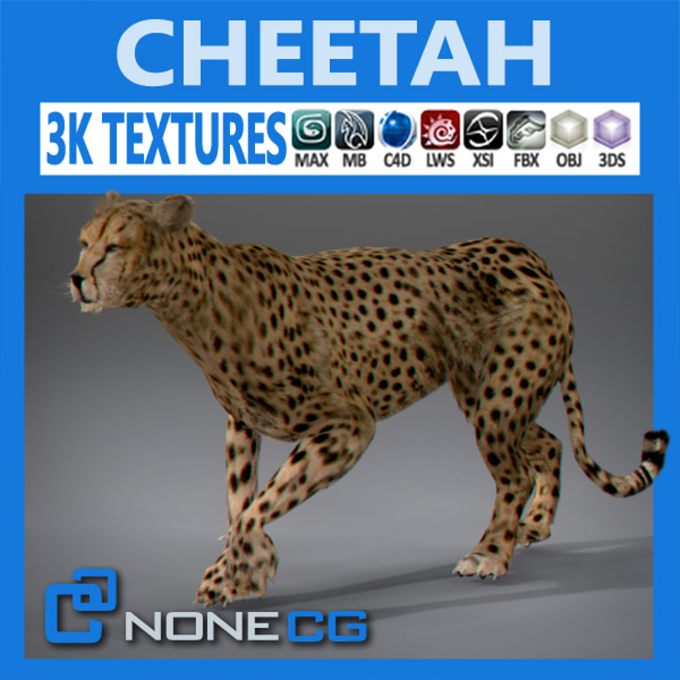 Cheetah