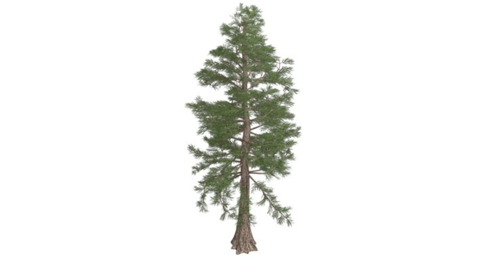 Western Red Cedar Tree #03