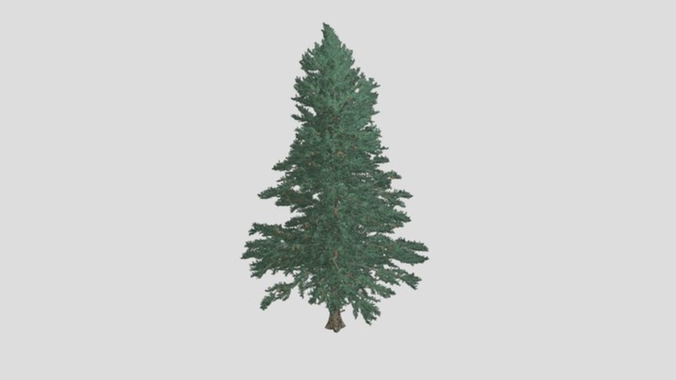 White Fir Tree #01