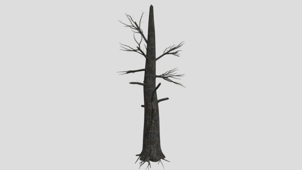 Burnt Tree #02