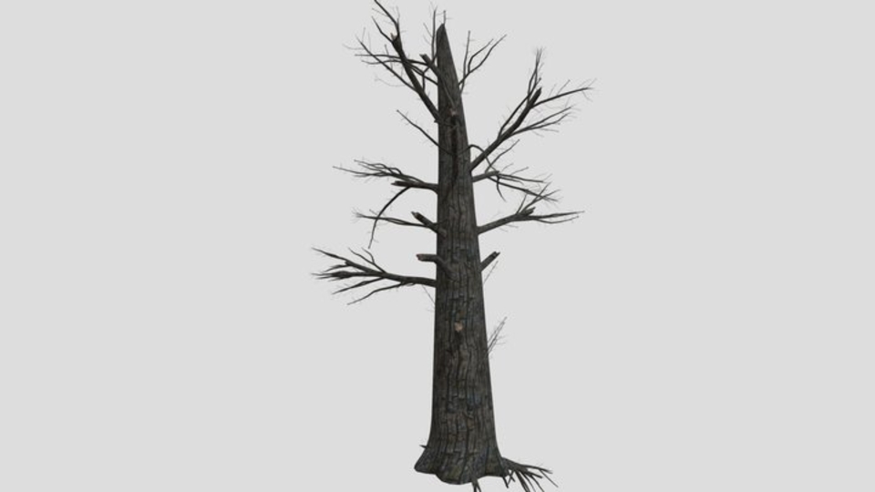 Burnt Tree #03