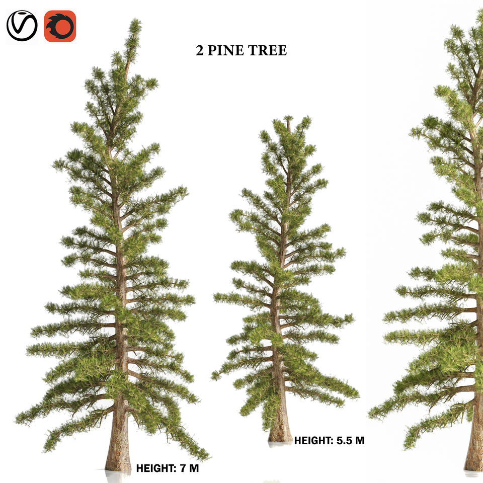 2 Pine Tree