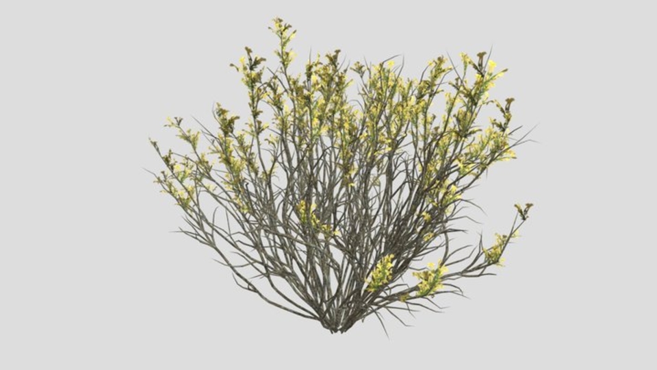 Broom Snakeweed with Flowers #01