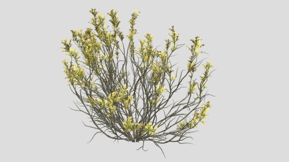 Broom Snakeweed with Flowers #08