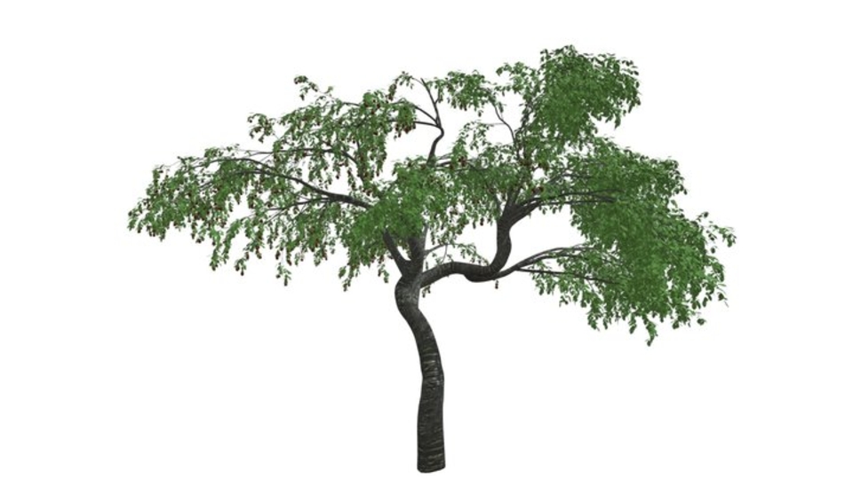 Cherry Tree #07