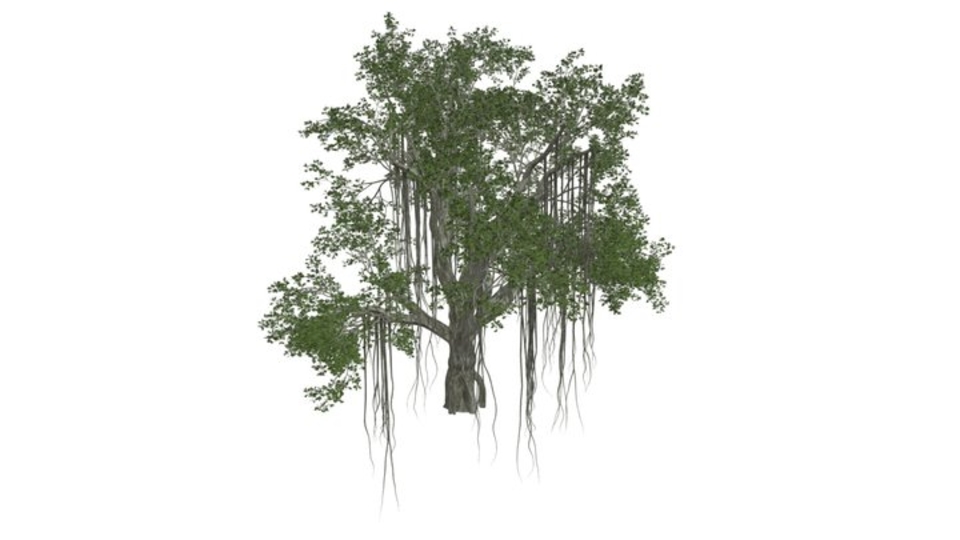 Chinese Banyan Tree #01