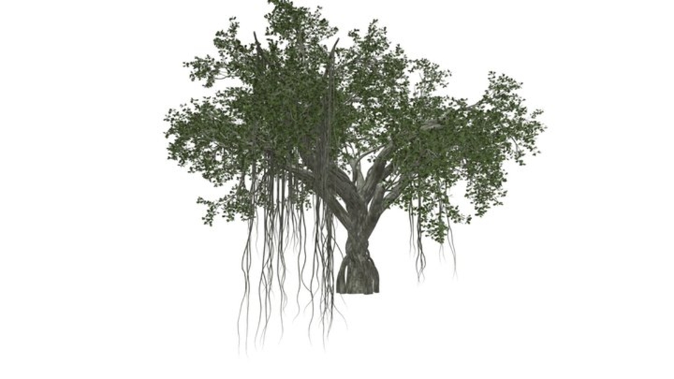 Chinese Banyan Tree #06