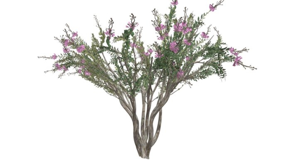 Crape Myrtle Tree #03