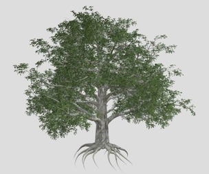 Fagus Grandifolia and Fagus Sylvatica