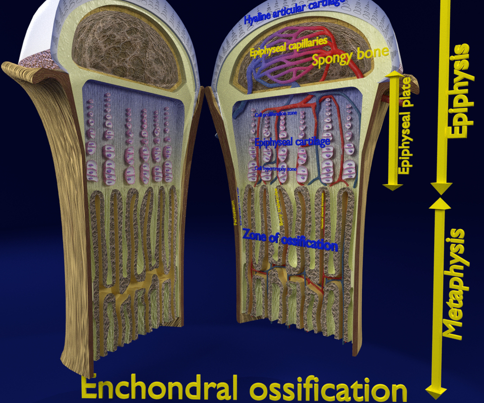 Bone epiphysis ossification detailed labelled