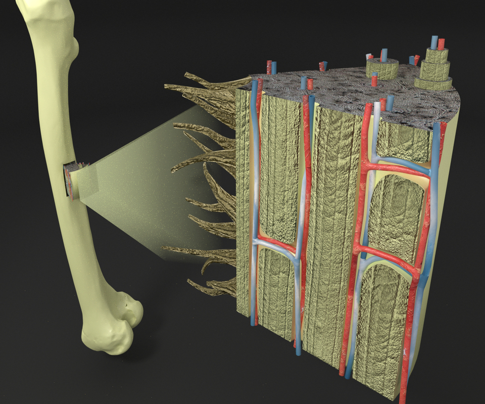 bone histology anatomy 3D model