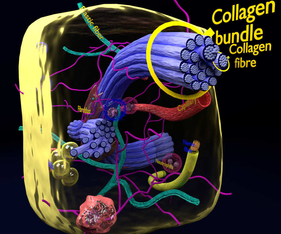 a connective tissue with all its elements