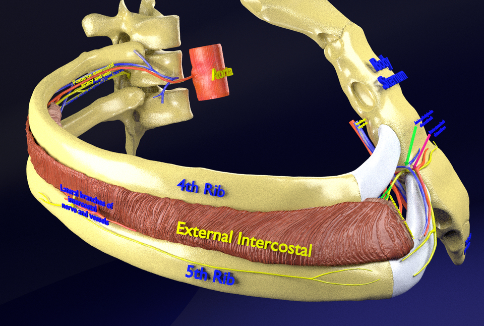 intercostal ribs vessel nerve