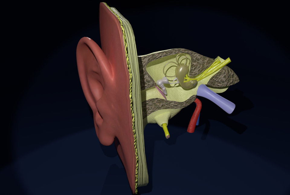 Ear Anatomy Cross Section 3D Model