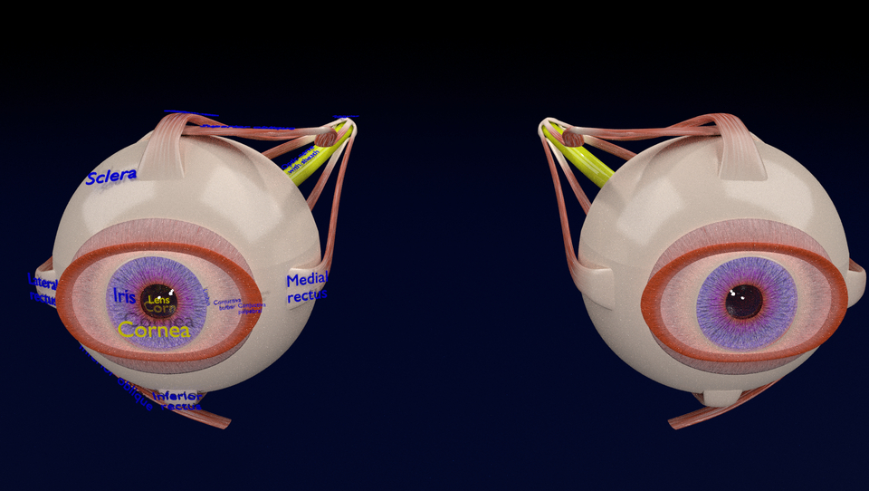 eye ball anatomy cross section