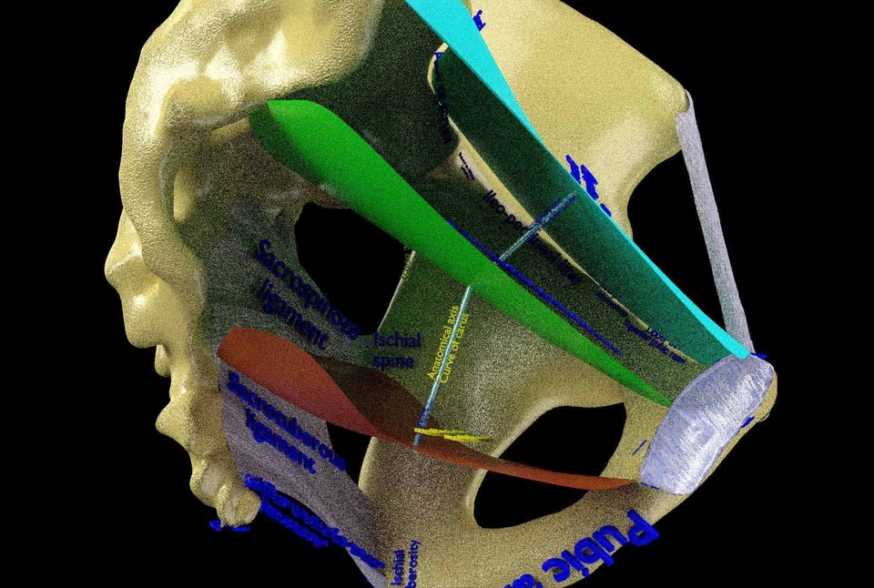 Female pelvis dimensions pelvimetry