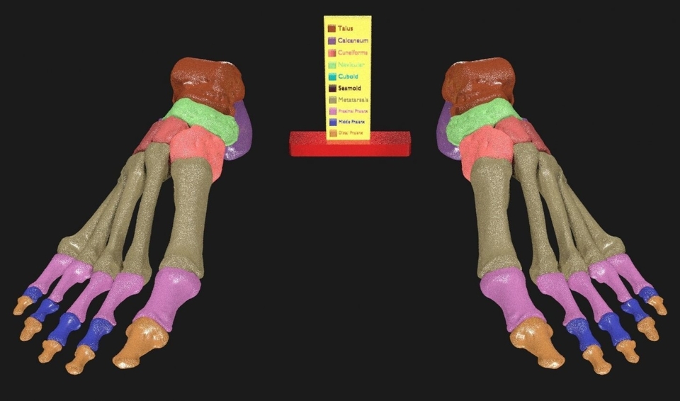 Foot Seperated Bones With colour coded