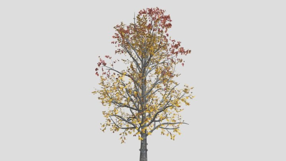 Mountain Maple Tree in the Fall #01